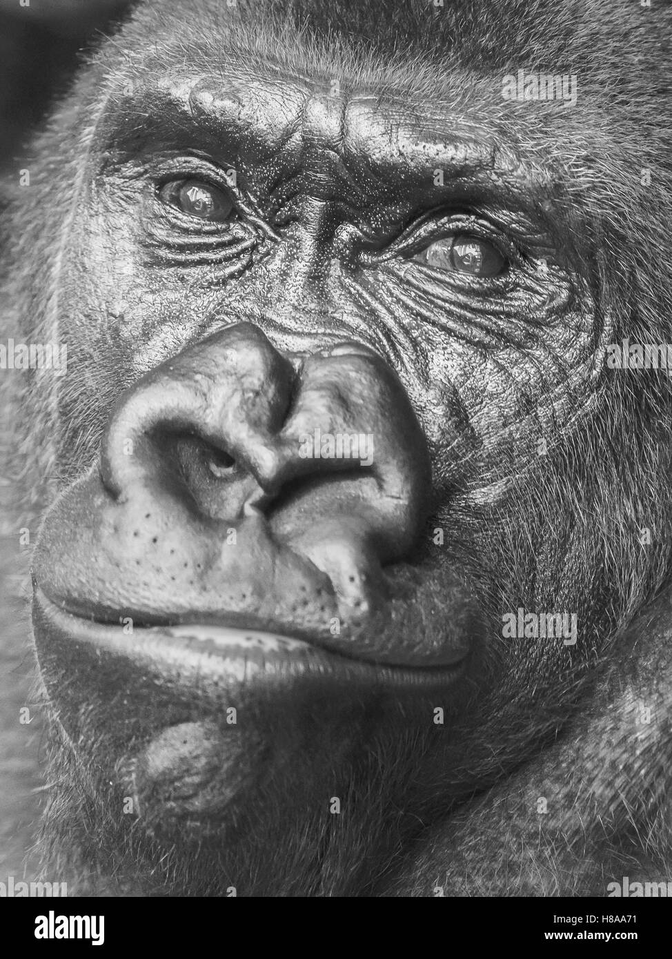 Gorillas wild Black and White Stock Photos & Images - Alamy