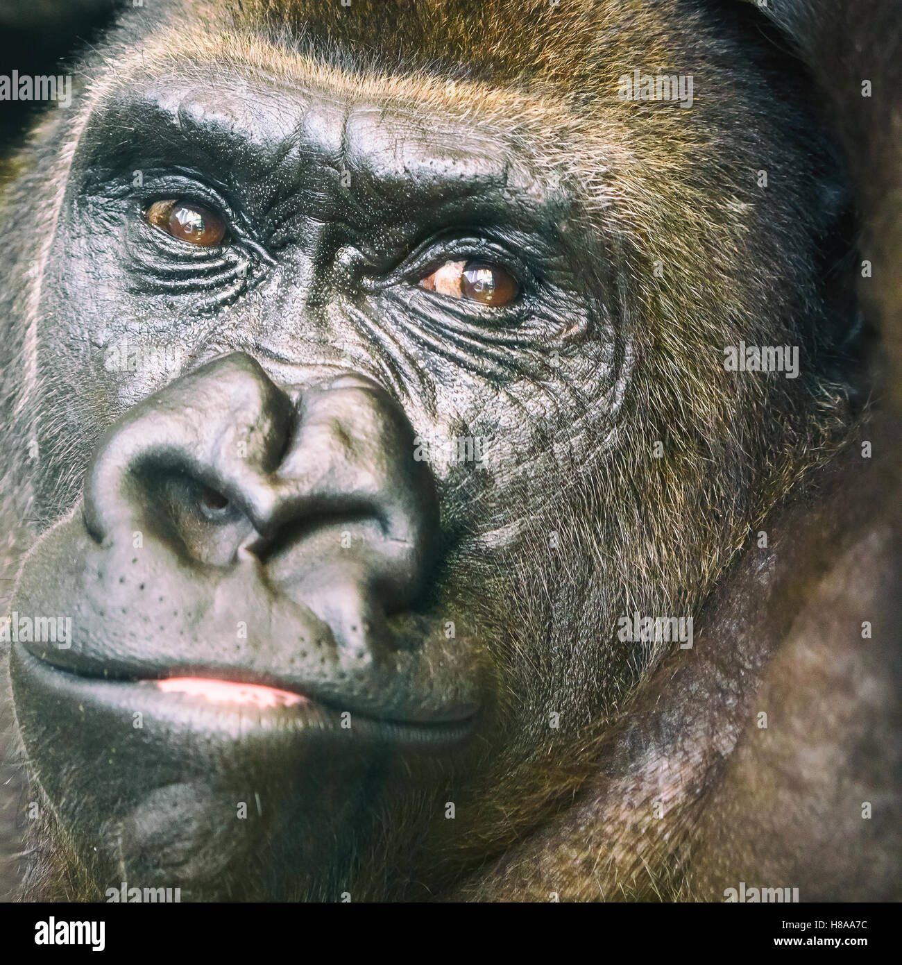 Black Gorilla Portrait Stock Photo - Alamy