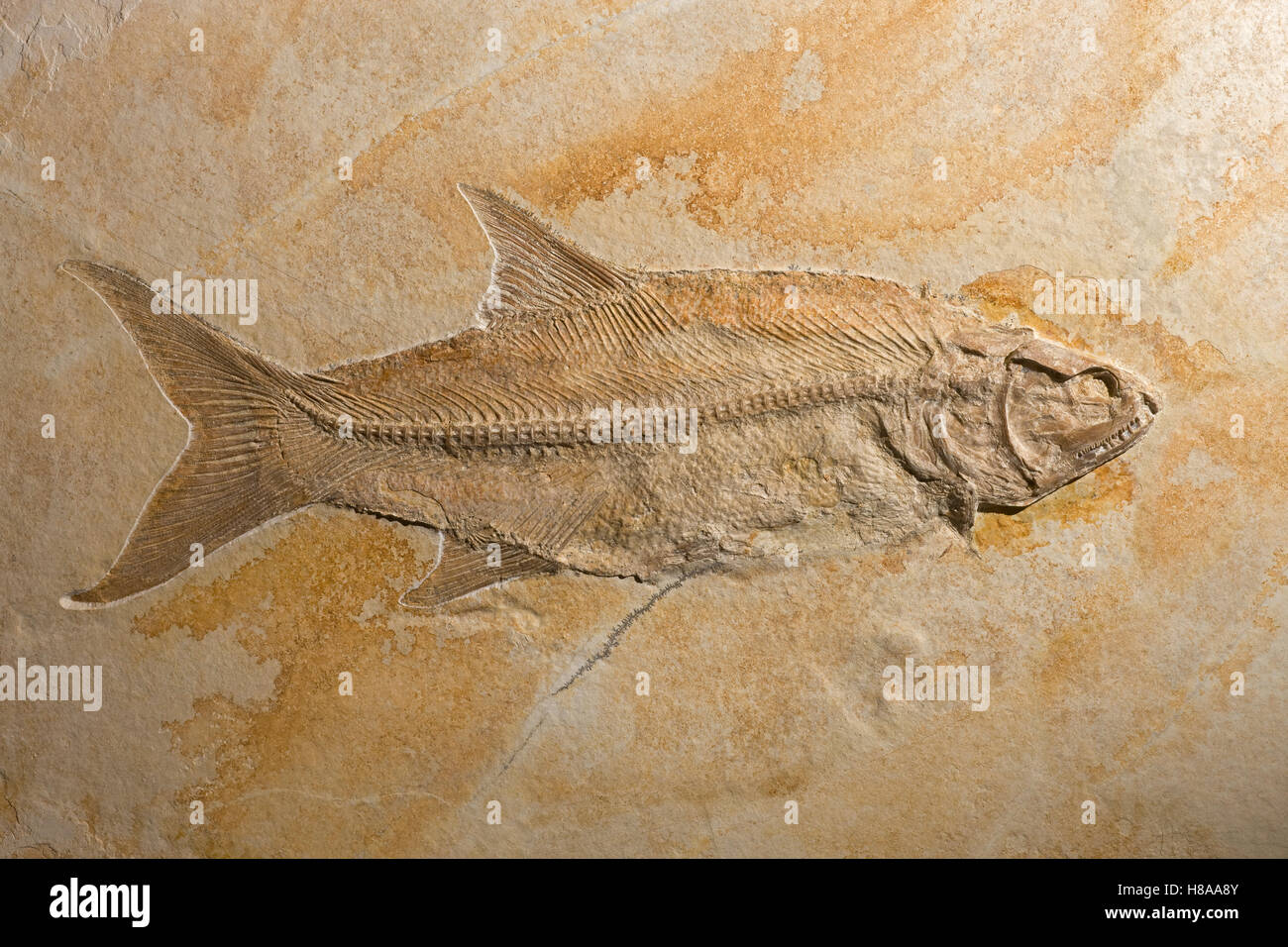 Fish (Lonoscopus sp) fossil, 150 million year old, Solnhofen, Bavaria ...