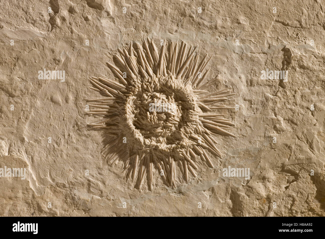 Sea Urchin (Tetragramma sp) fossil, 150 million year old, Solnhofen ...