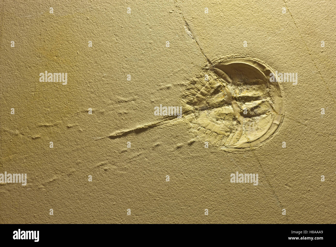 Horseshoe Crab (Mesolimulus walchi) fossil, 150 million year old, with ...