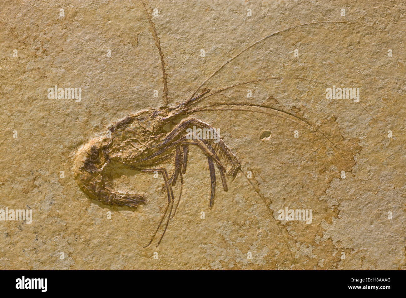 Crustacean (Aeger spinipes) fossil, 150 million year old, Solnhofen ...