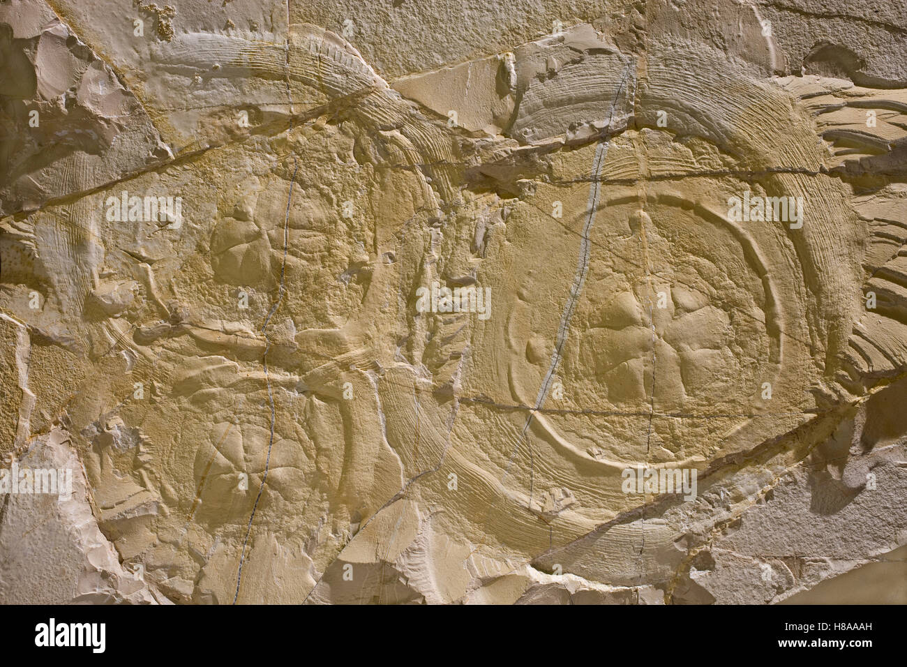 Jellyfish fossils, 150 million year old, Solnhofen, Bavaria, Germany ...