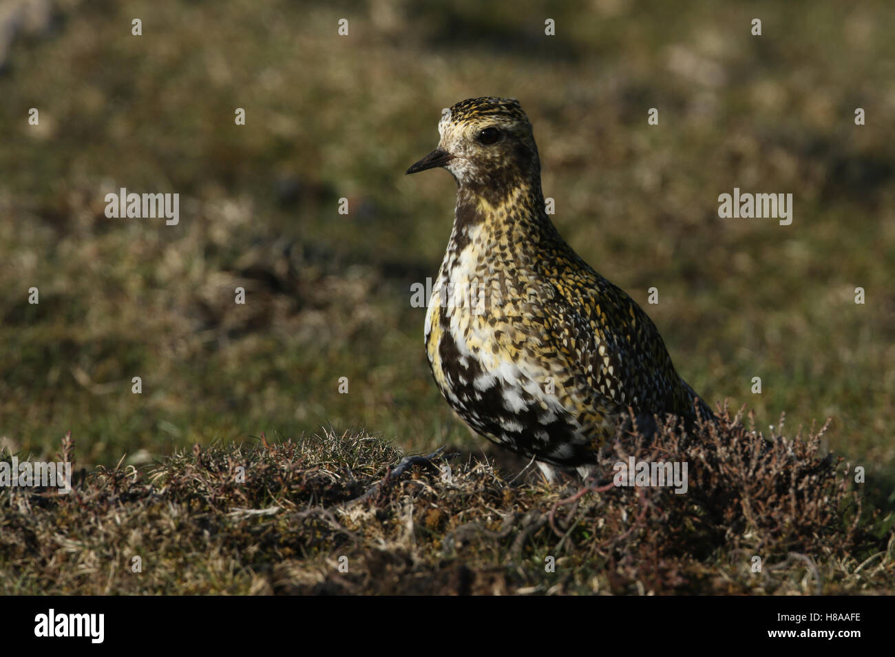 Golden plover uk breeding hi-res stock photography and images - Alamy