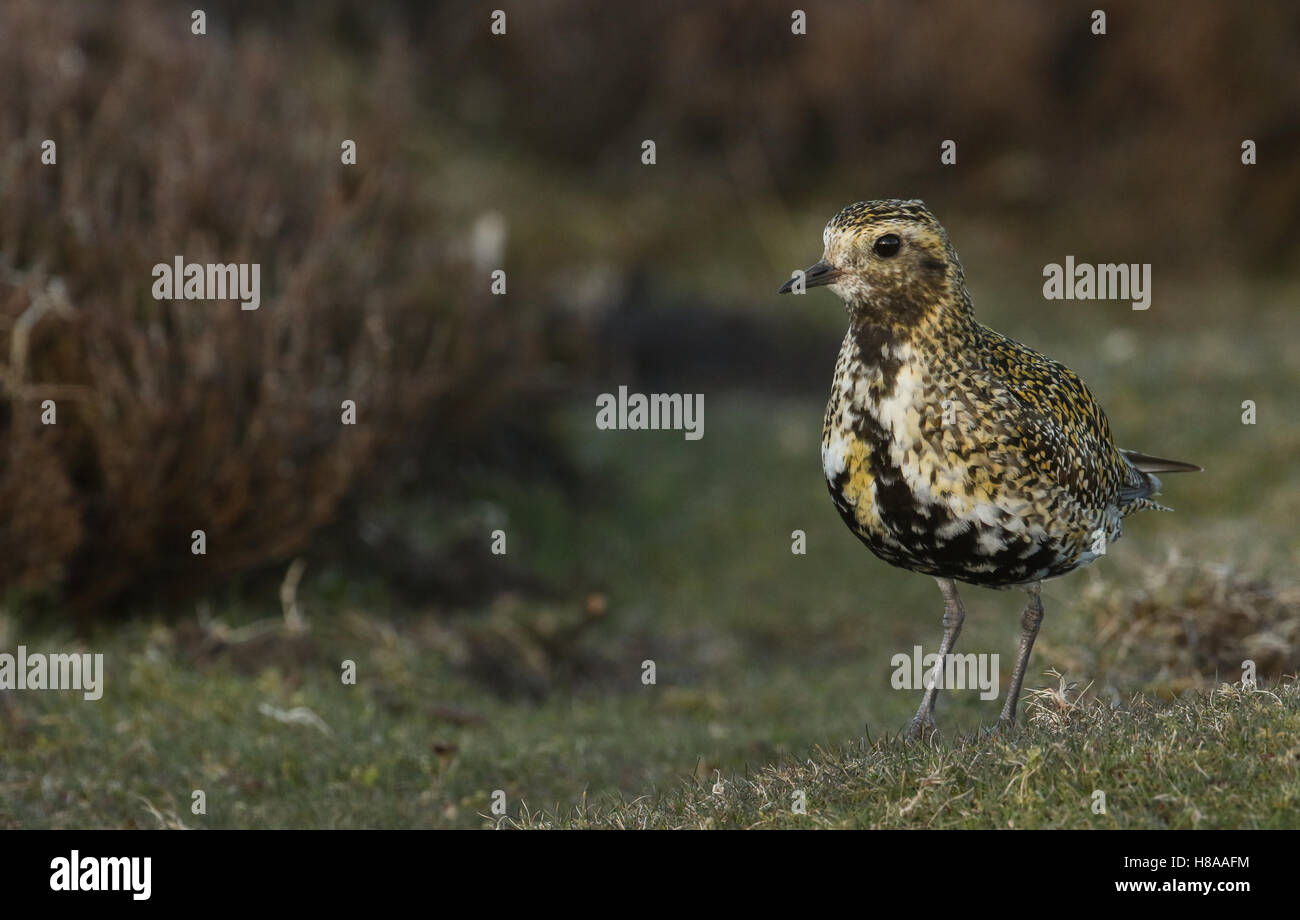 Golden plover bird (Pluvialis apricaria Stock Photo - Alamy