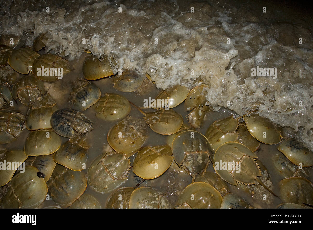 Horseshoe Crab (Limulus polyphemus) mass spawning at full moon ...