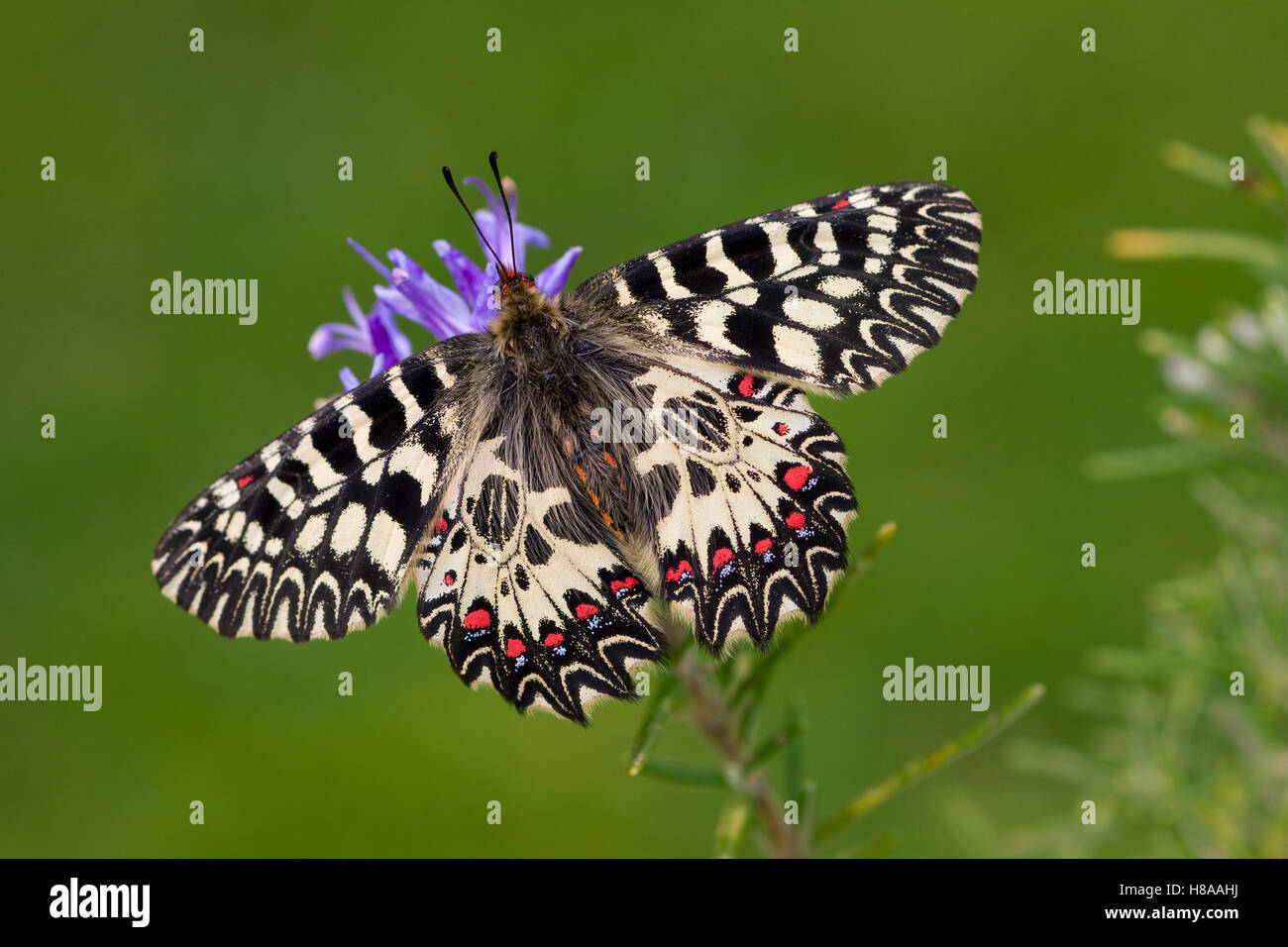 Southern Festoon (Zerynthia polyxena) butterfly, Russia Stock Photo - Alamy