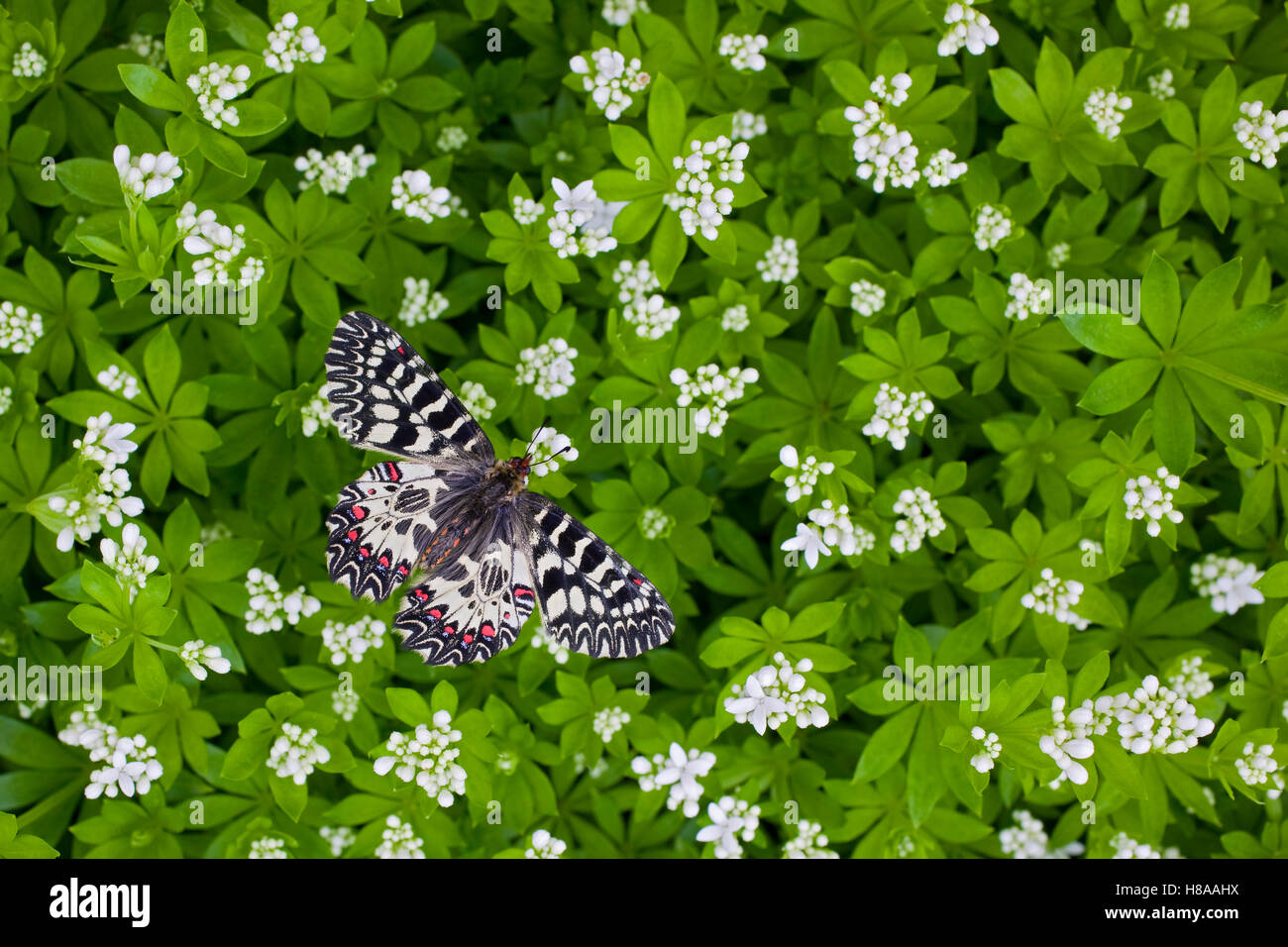 Southern Festoon (Zerynthia polyxena) butterfly, Russia Stock Photo - Alamy