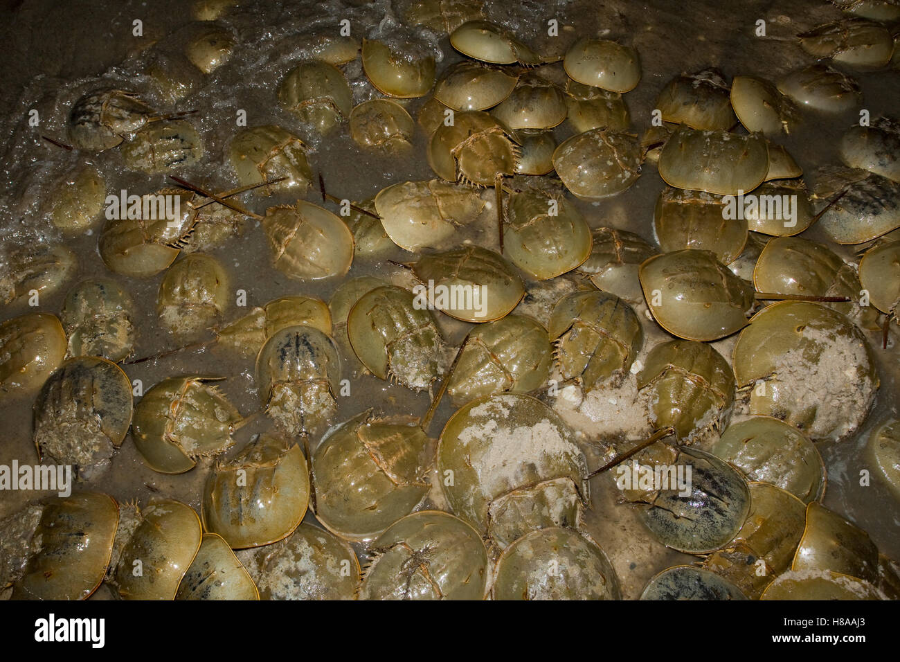 Horseshoe Crab (Limulus polyphemus) mass spawning at full moon ...