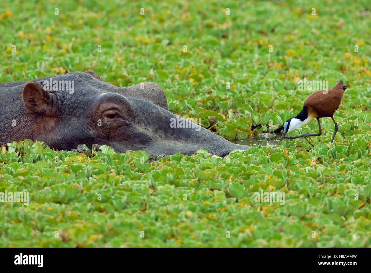 African Jacana (Actophilornis africana) foraging near Hippopotamus ...