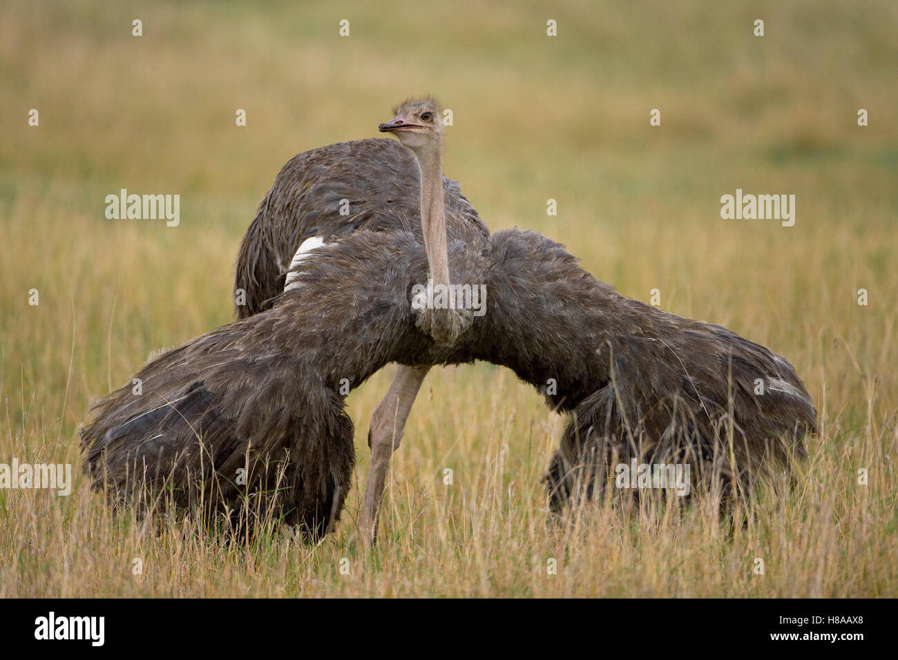 Ostrich (Struthio camelus) female in courtship display, Masai Mara ...