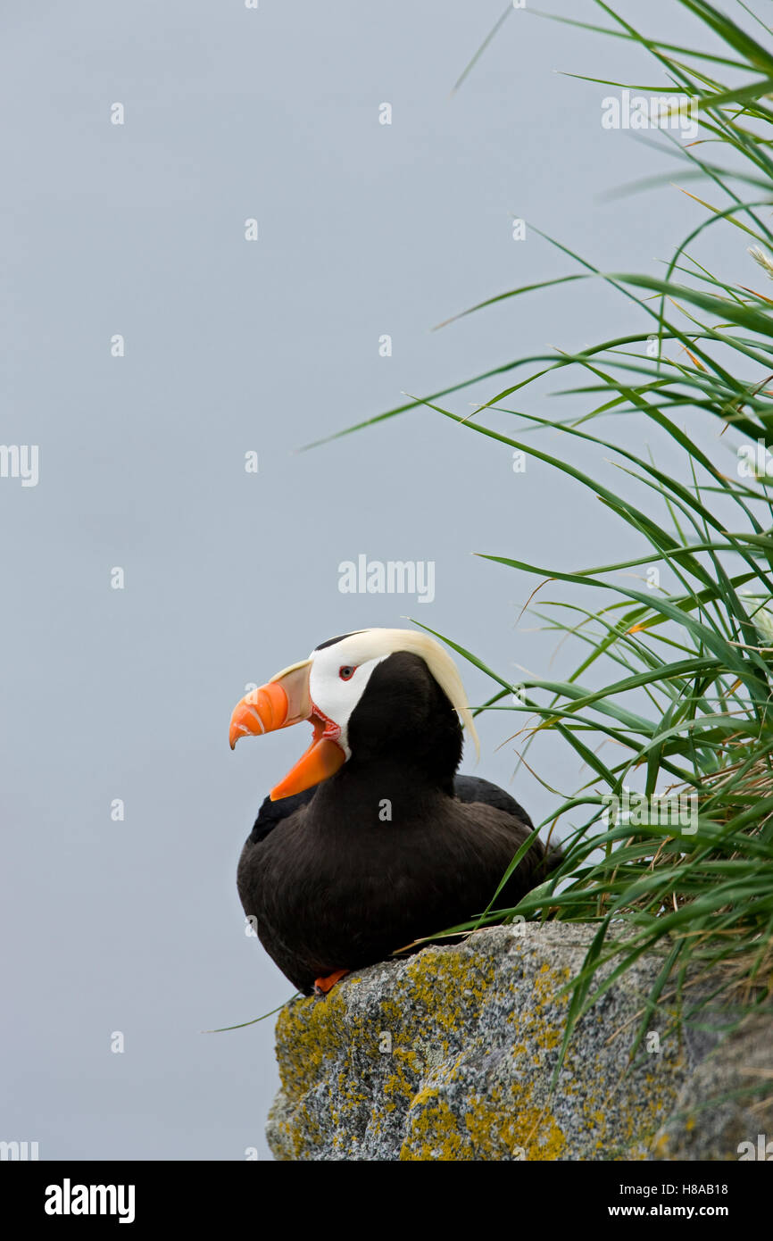 Tufted Puffin (Fratercula cirrhata) in summer breeding plumage, calling ...