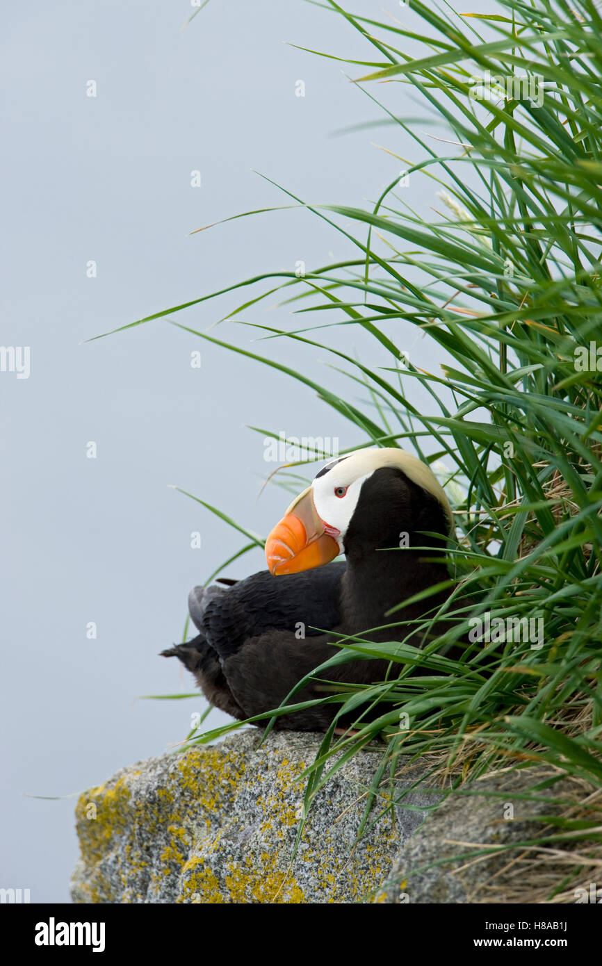 Tufted Puffin (Fratercula cirrhata) in summer breeding plumage, Bristol ...