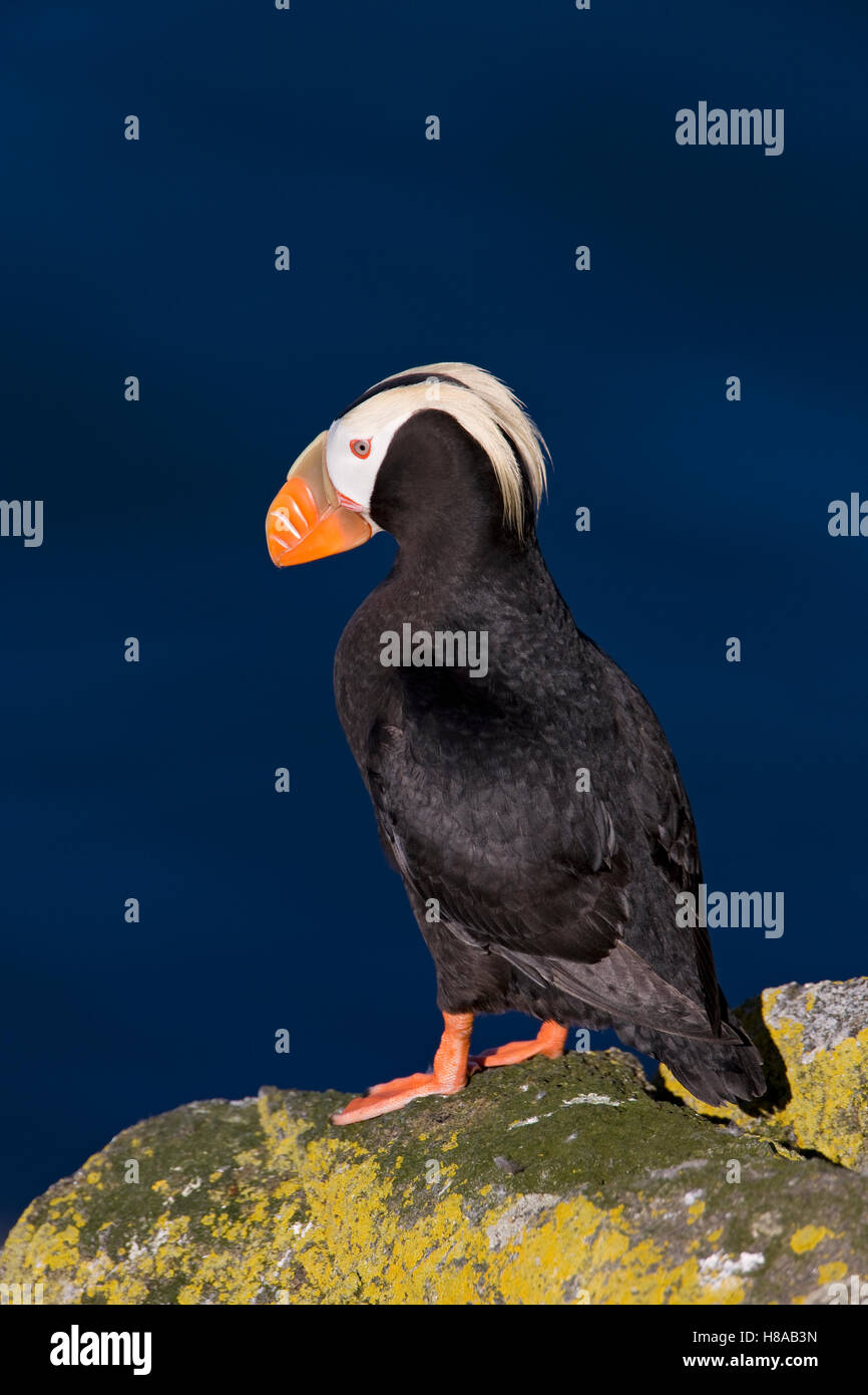 Tufted Puffin (Fratercula cirrhata) in summer breeding plumage, Bristol ...