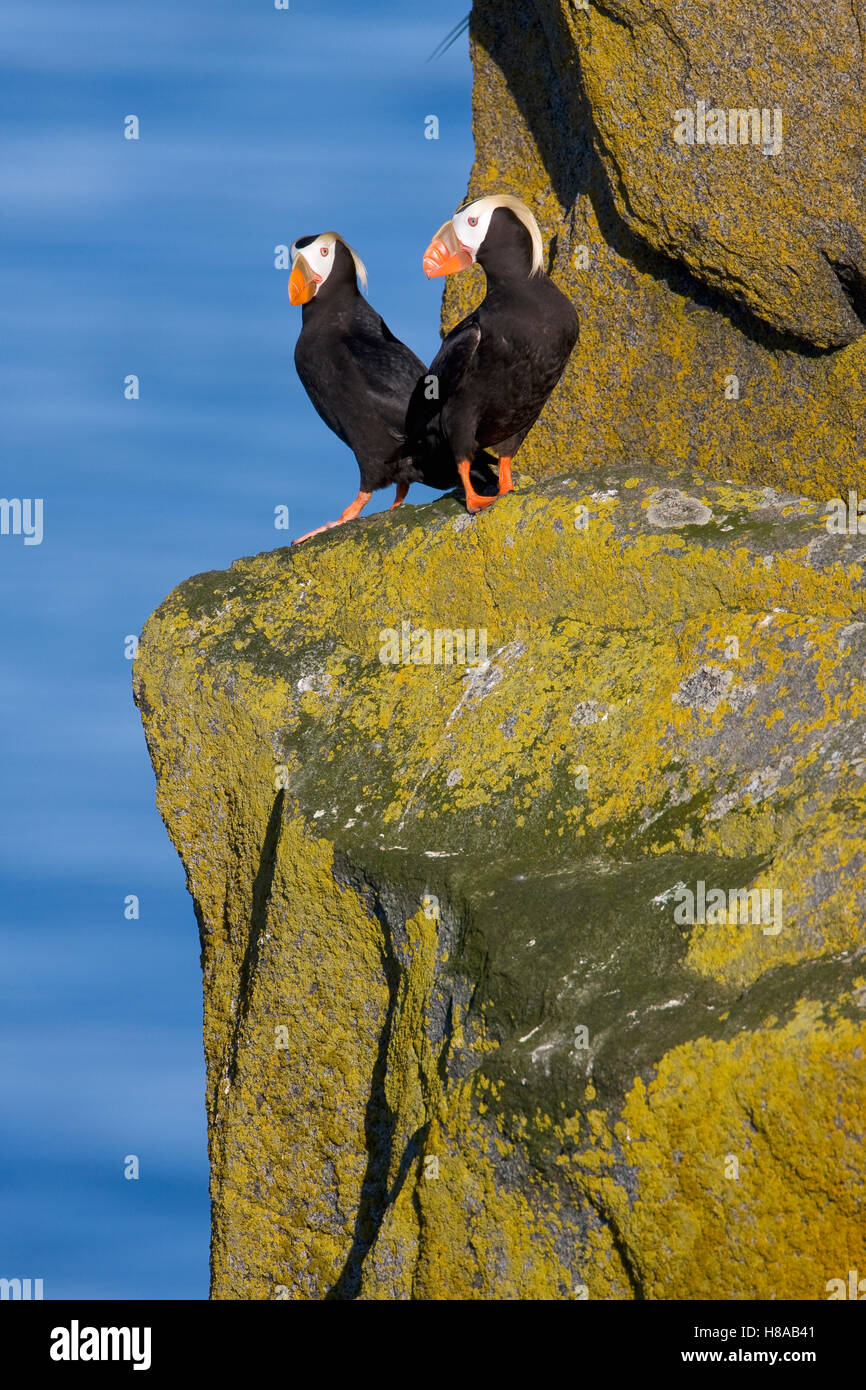 Tufted Puffin (Fratercula cirrhata) pair in summer breeding plumage ...