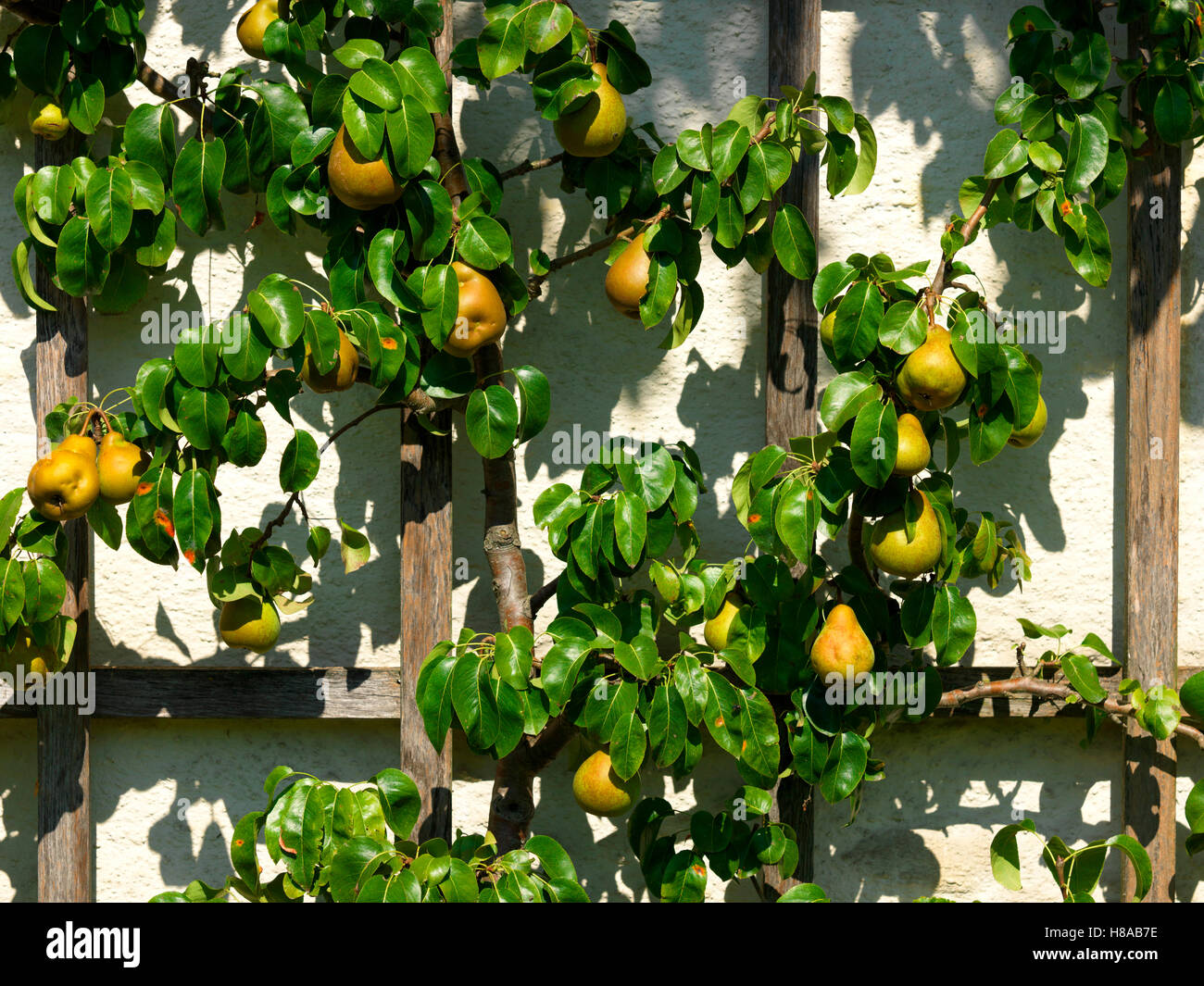 Tree scaffolding hi-res stock photography and images - Alamy