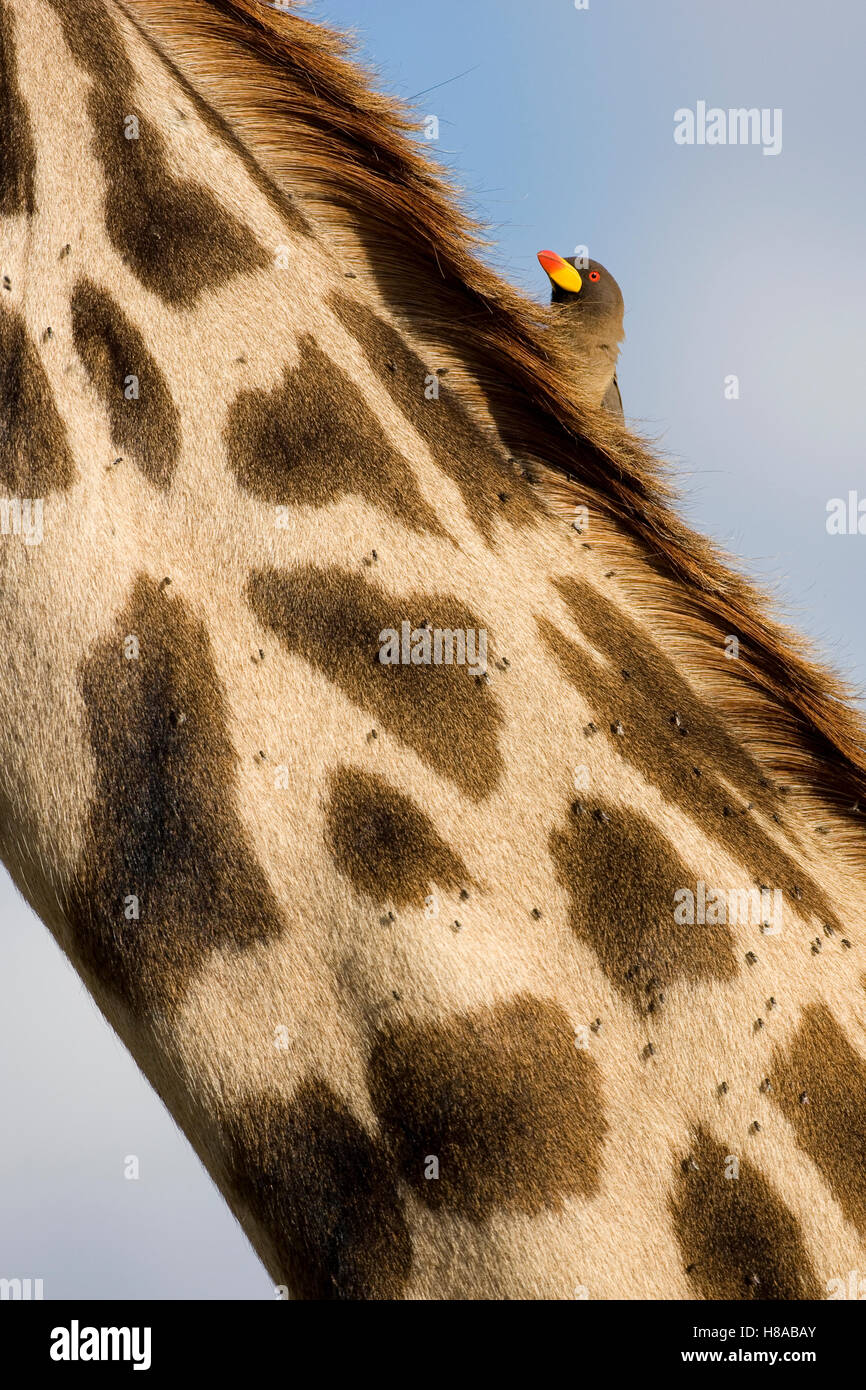 Yellow-billed Oxpecker (Buphagus africanus) on Masai Giraffe (Giraffa ...