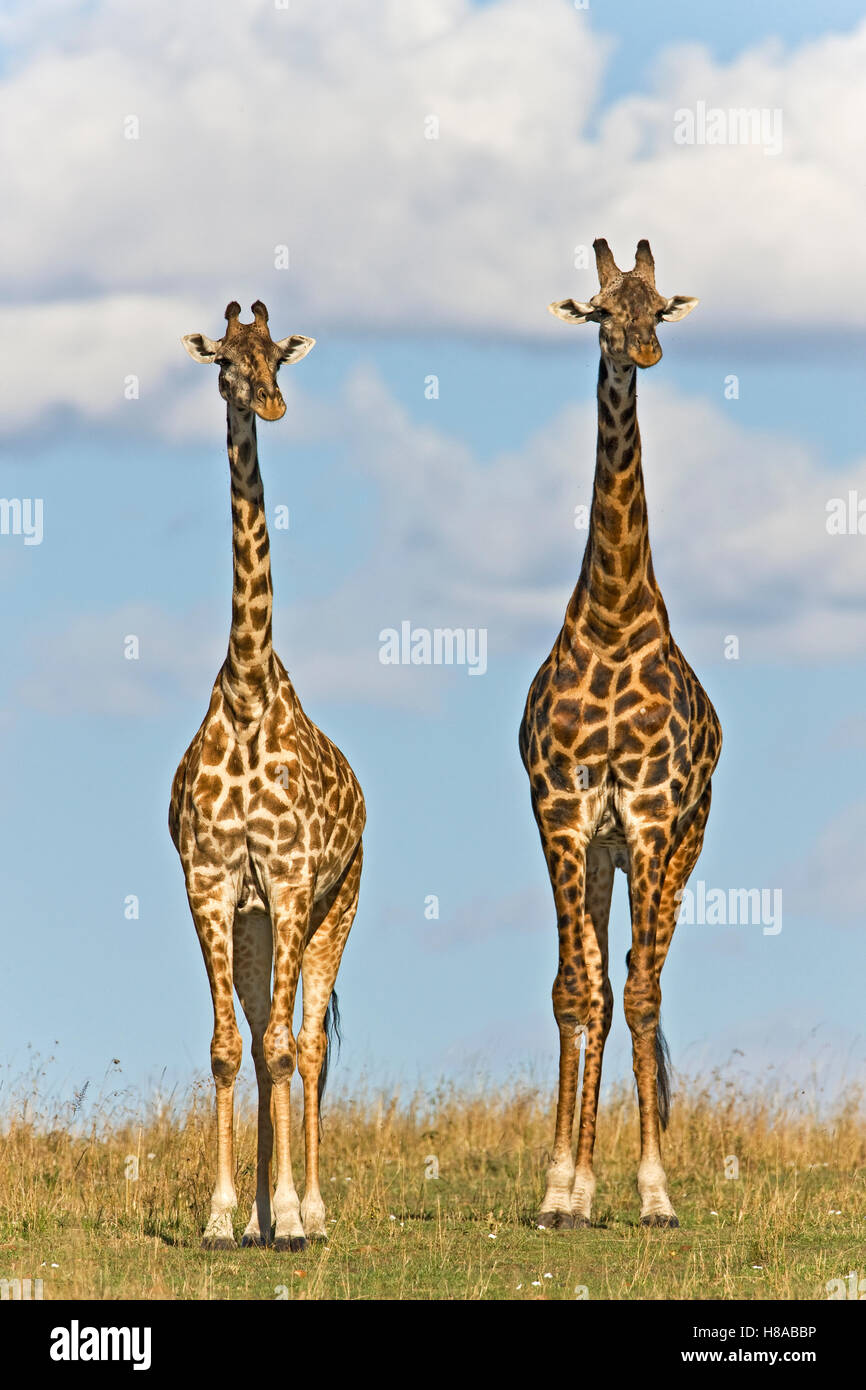 Masai Giraffe (Giraffa camelopardalis tippelskirchi) male and female ...