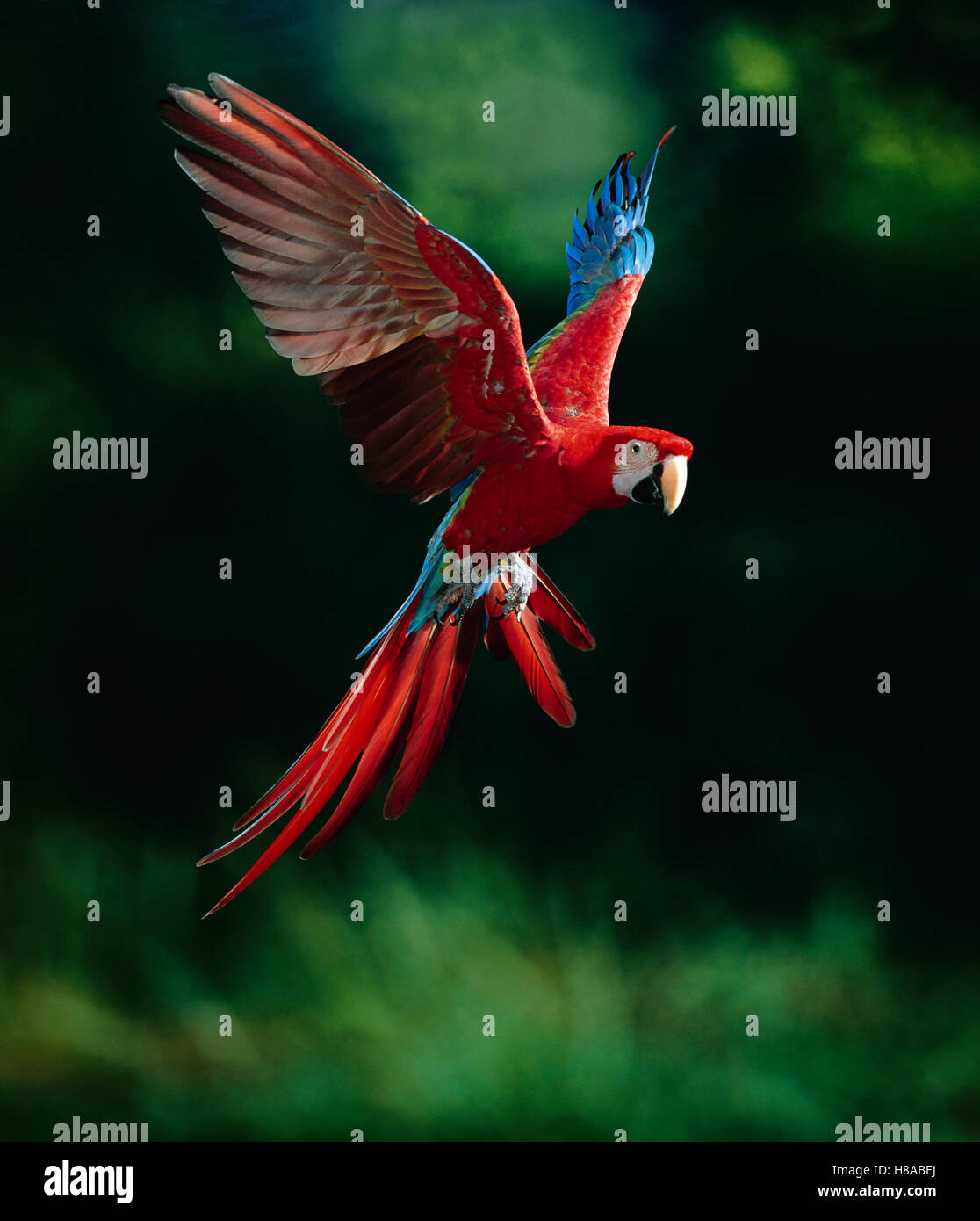 Red and Green Macaw (Ara chloroptera) flying, native to South America ...