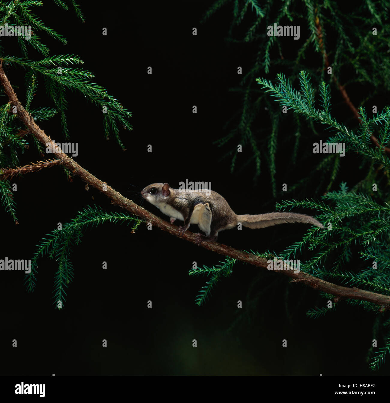 Northern Flying Squirrel (Glaucomys sabrinus) on pine limb, North ...