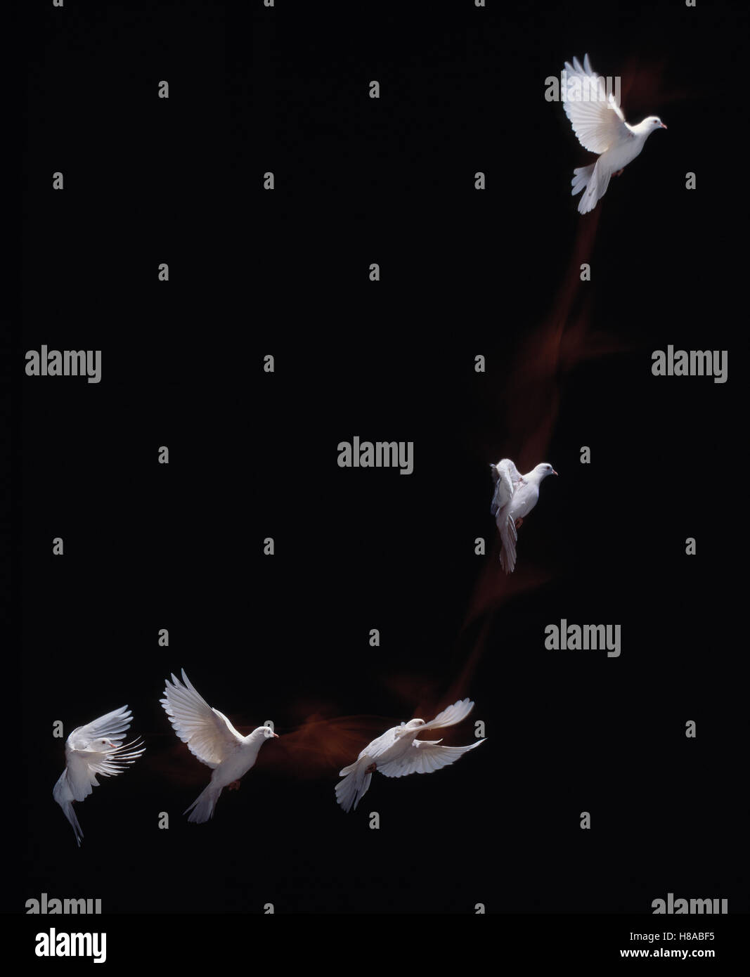 Barbary Dove (Streptopelia risoria) flying, multiflash image Stock ...