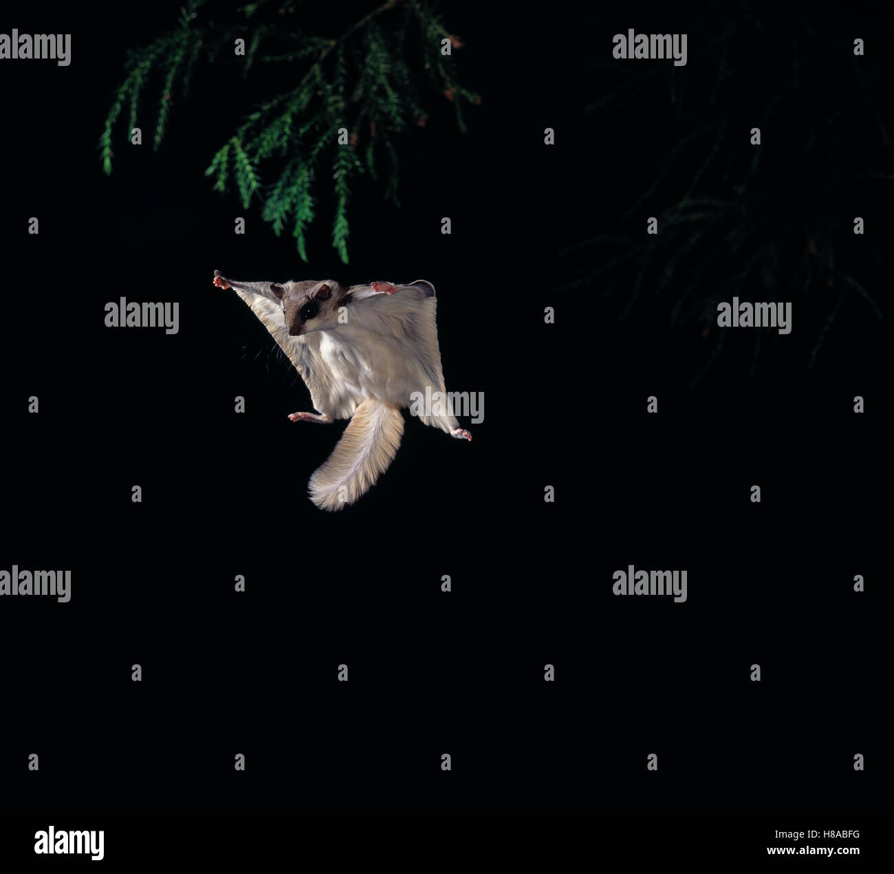 Northern Flying Squirrel (Glaucomys sabrinus) gliding Stock Photo - Alamy