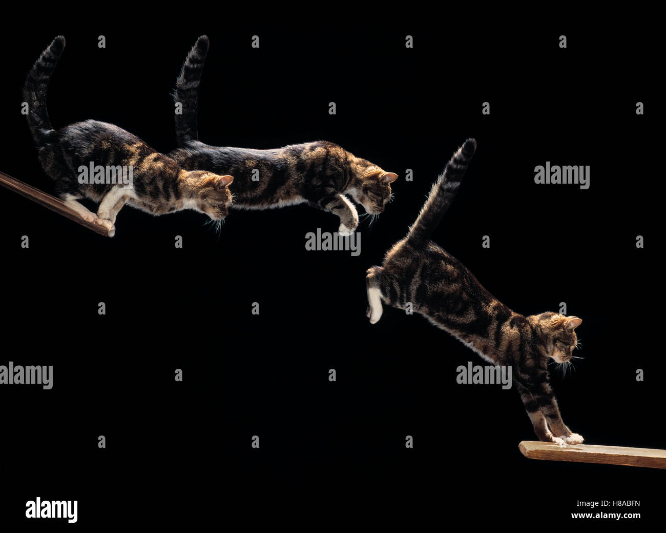 Domestic Cat (Felis catus) leaping, multiple flash image Stock Photo ...