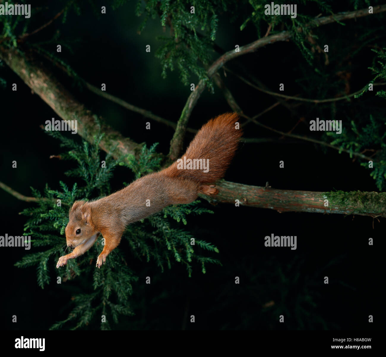 Eurasian Red Squirrel (Sciurus vulgaris) leaping out of Yew (Taxus sp ...