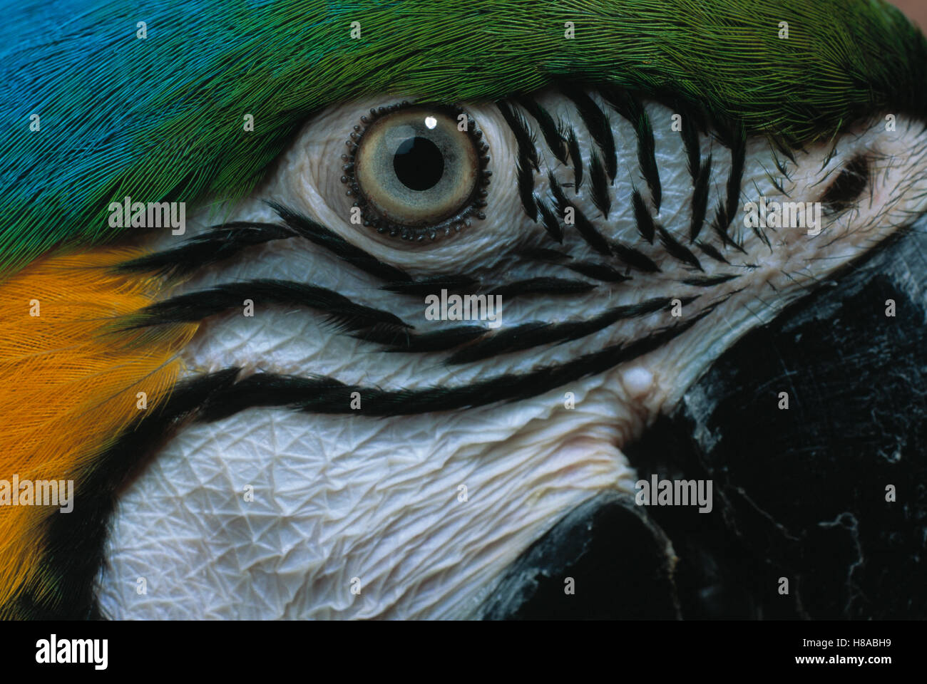 Blue and Yellow Macaw (Ara ararauna) eye Stock Photo - Alamy