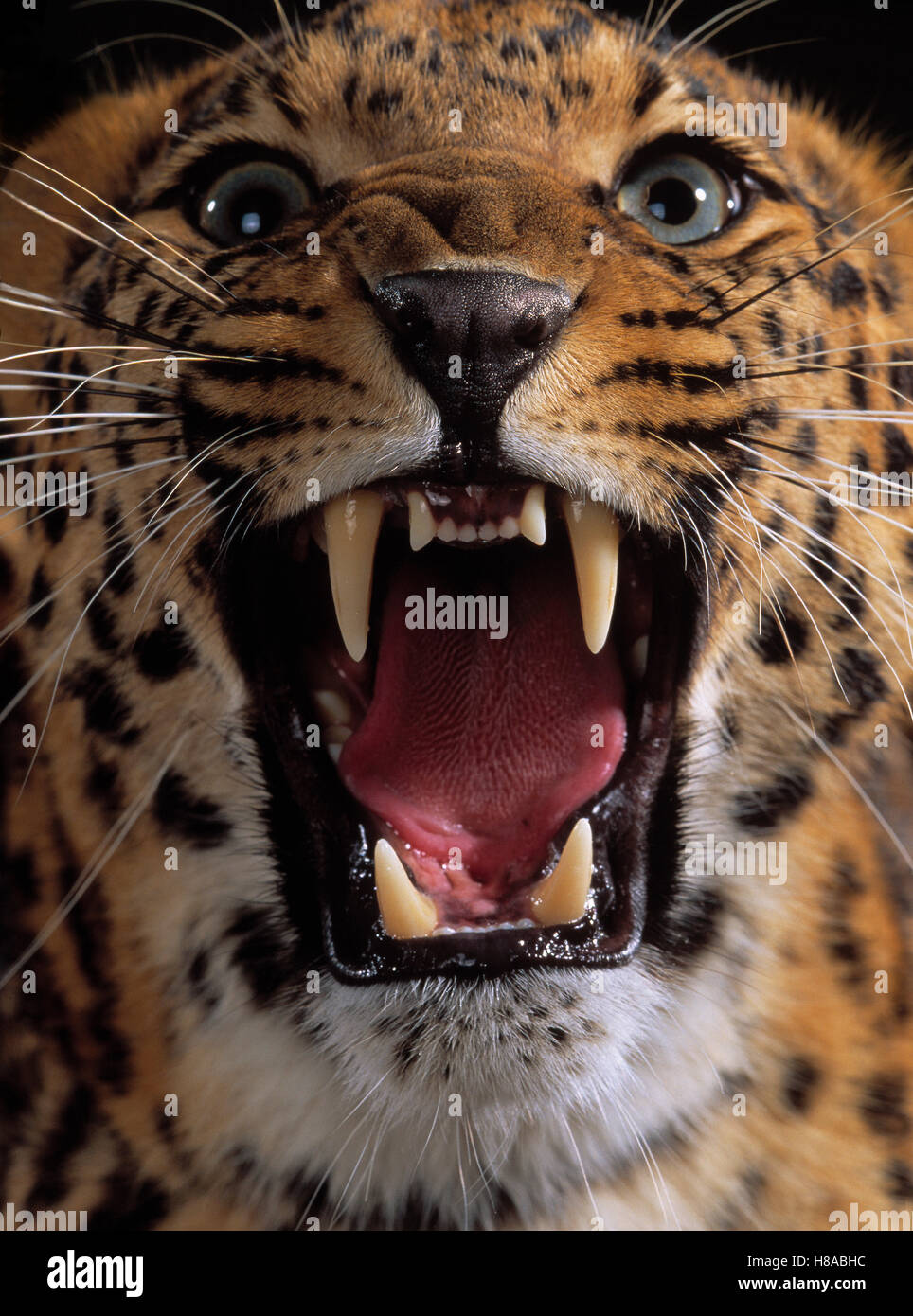 Leopard (Panthera pardus) snarling Stock Photo - Alamy