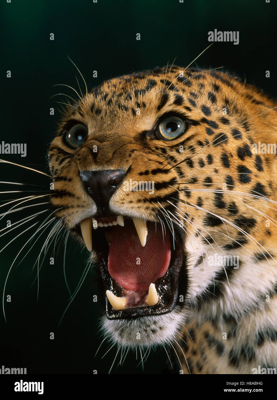 Leopard (Panthera pardus) snarling in threat Stock Photo - Alamy