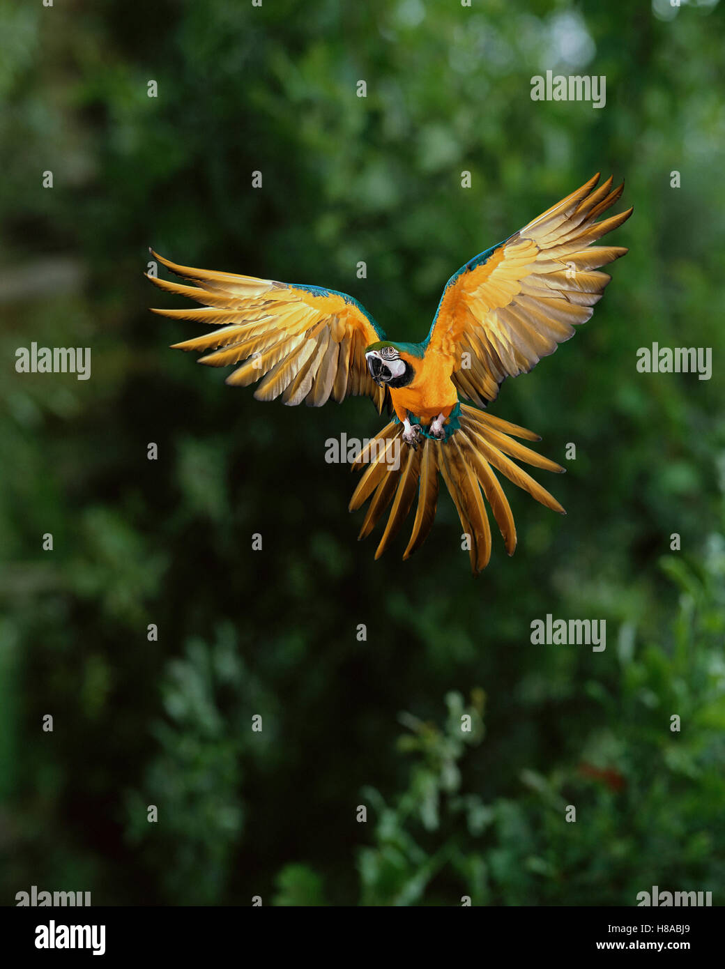 Blue and Yellow Macaw (Ara ararauna) flying Stock Photo - Alamy
