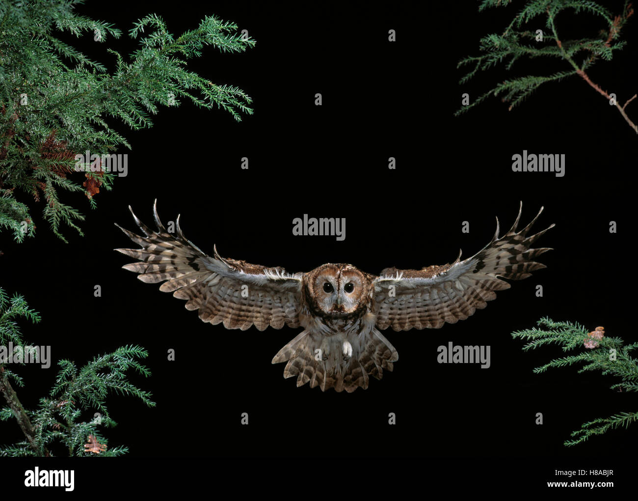 Tawny Owl (Strix aluco) flying Stock Photo - Alamy
