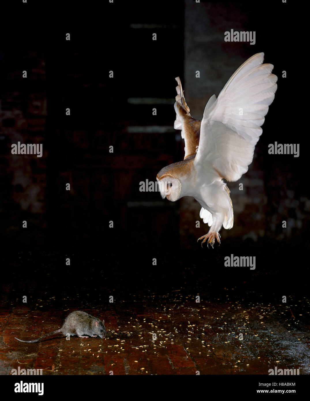 Barn Owl (Tyto alba) hunting rat Stock Photo - Alamy