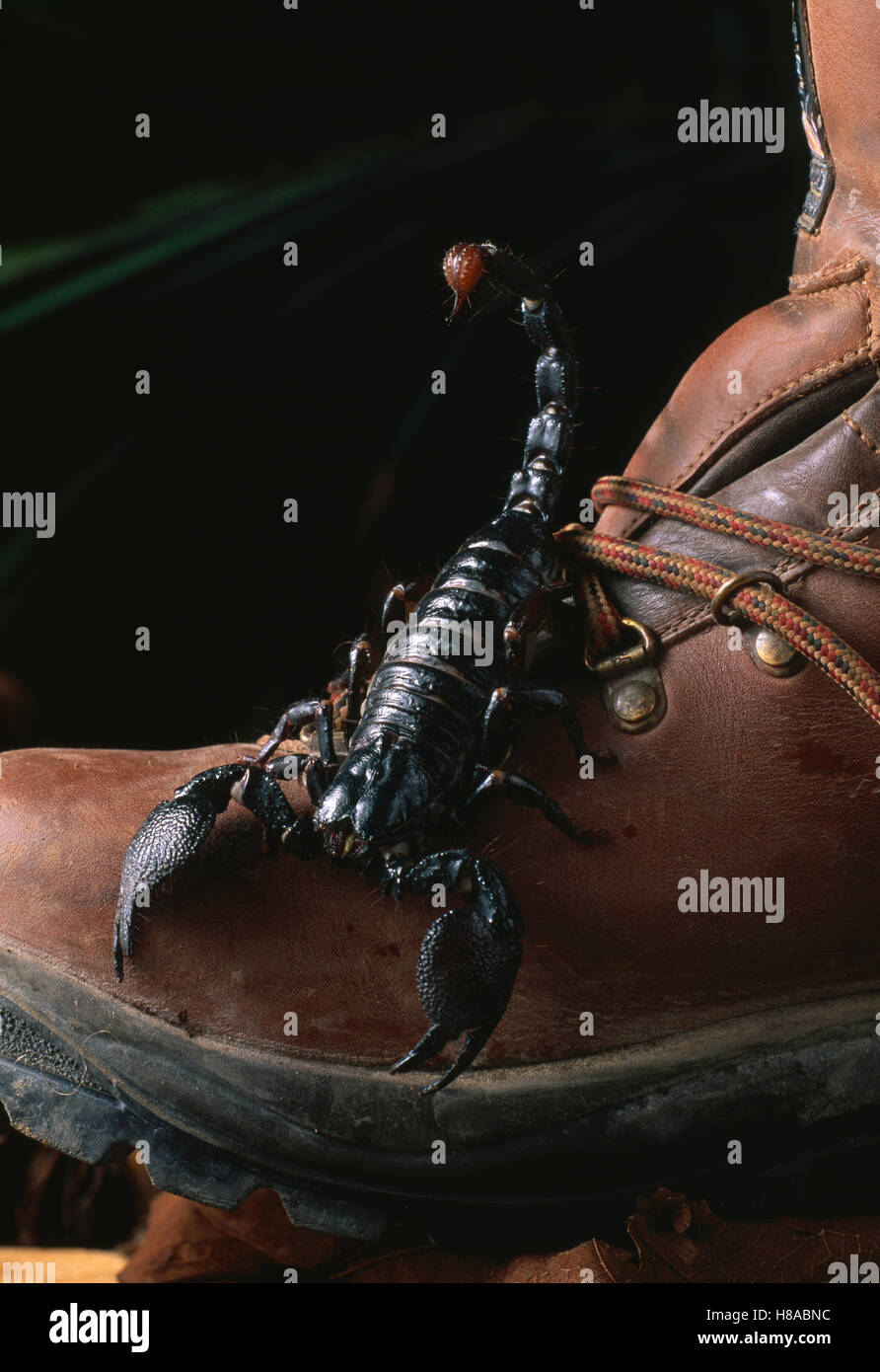 Emperor Scorpion (Pandinus imperator) world's largest species of ...