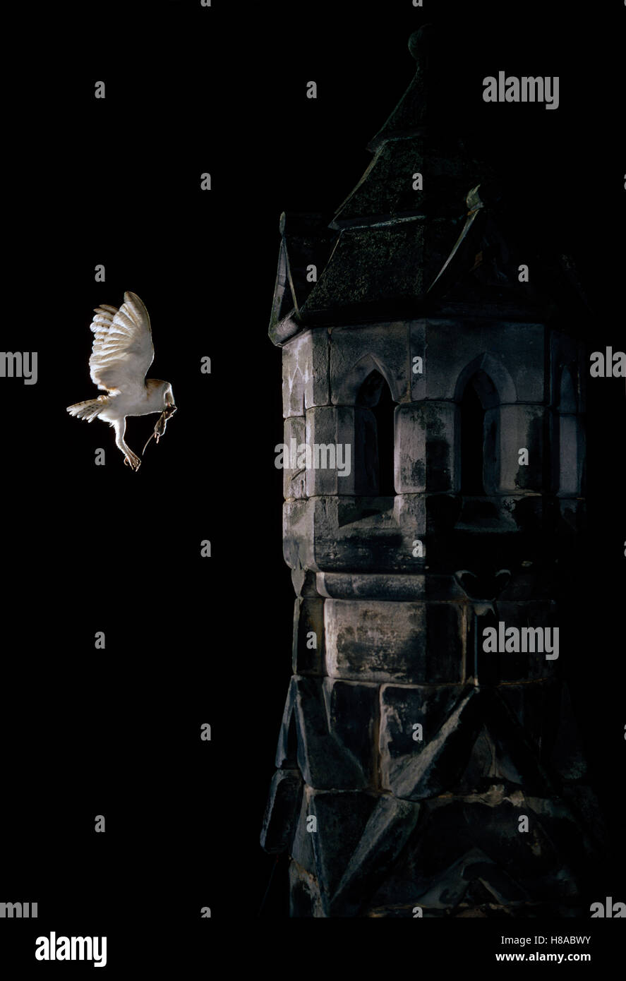 Barn Owl (Tyto alba) flying to bell tower with prey Stock Photo - Alamy