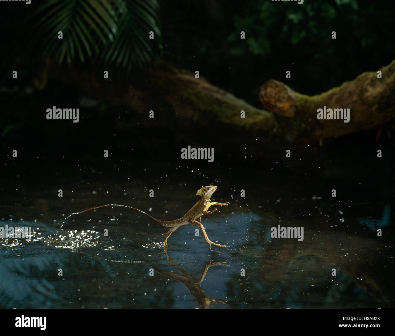 Basilisk Lizard (Basiliscus sp) running across water, native to Central ...