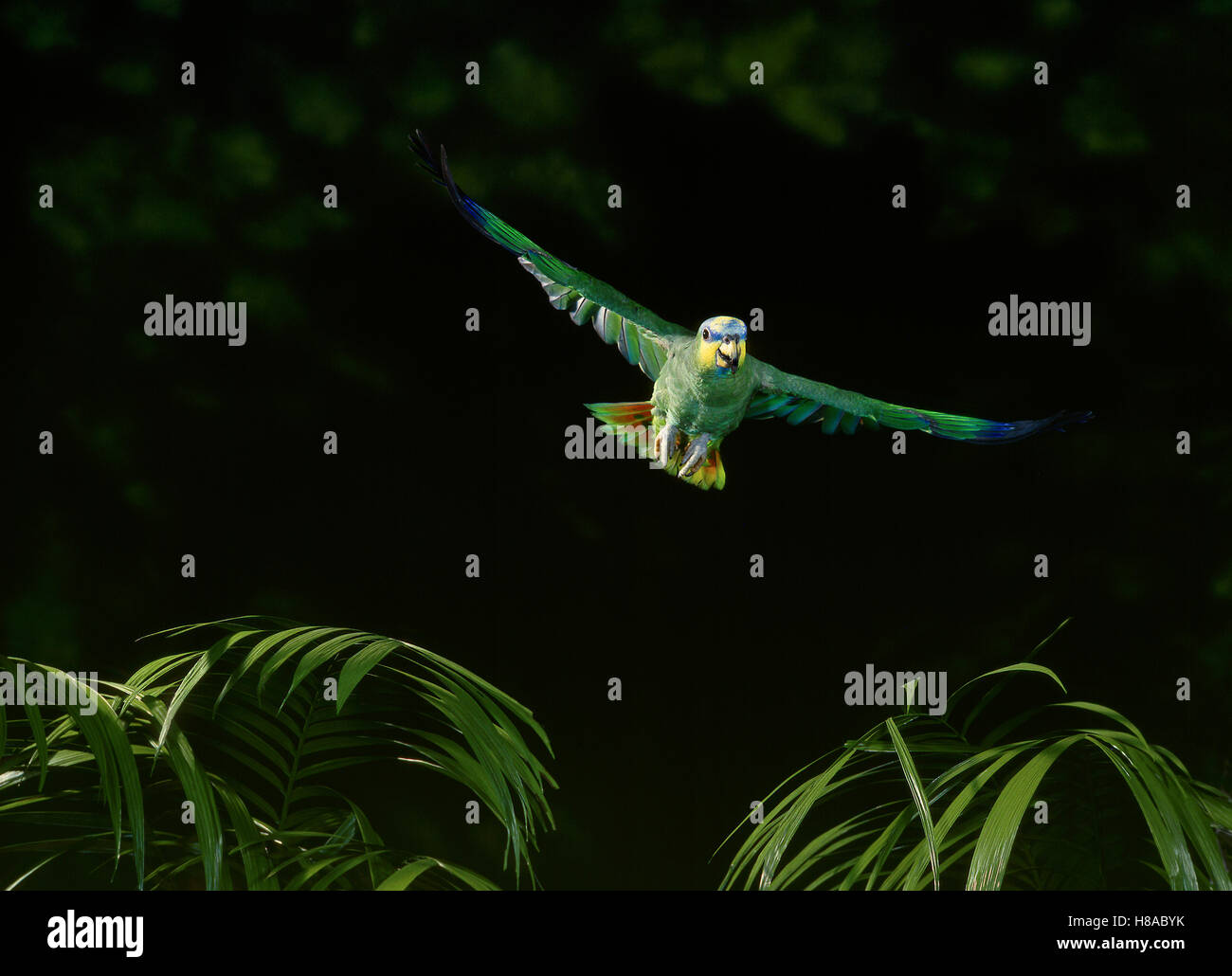 Orange-winged Parrot (Amazona amazonica) flying Stock Photo - Alamy