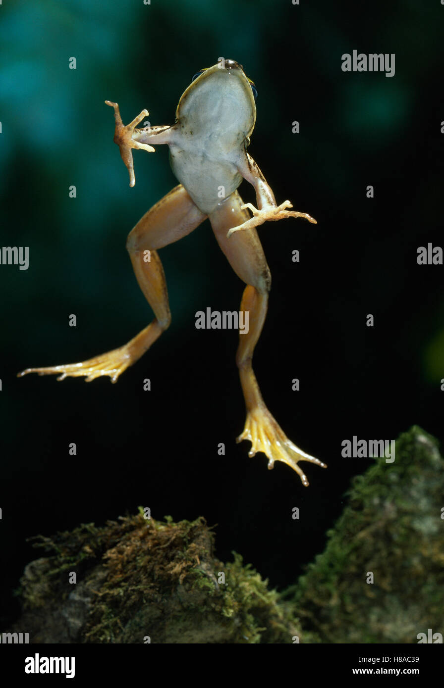 African Sharp-nosed Frog (Rana mascareniensis) leaping Stock Photo - Alamy