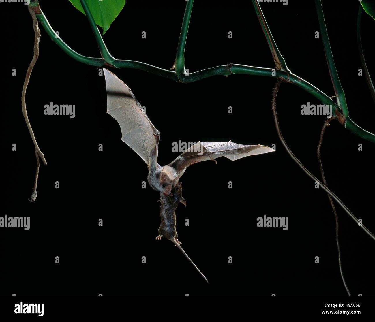 False Vampire Bat (Megaderma lyra) flying carrying prey Stock Photo - Alamy