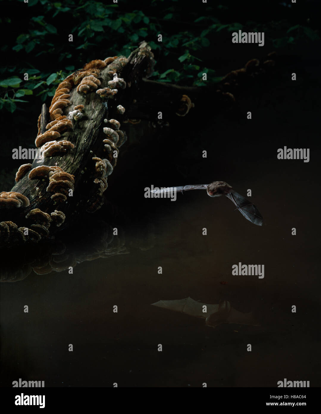 Daubenton's Bat (Myotis daubentonii) flying, low over water Stock Photo ...