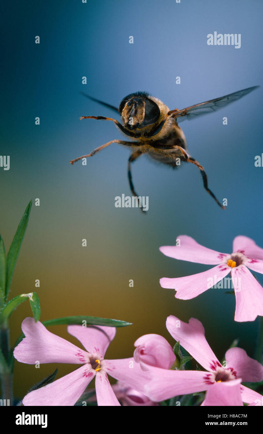 Drone Fly (Eristalis tenax) flying Stock Photo - Alamy
