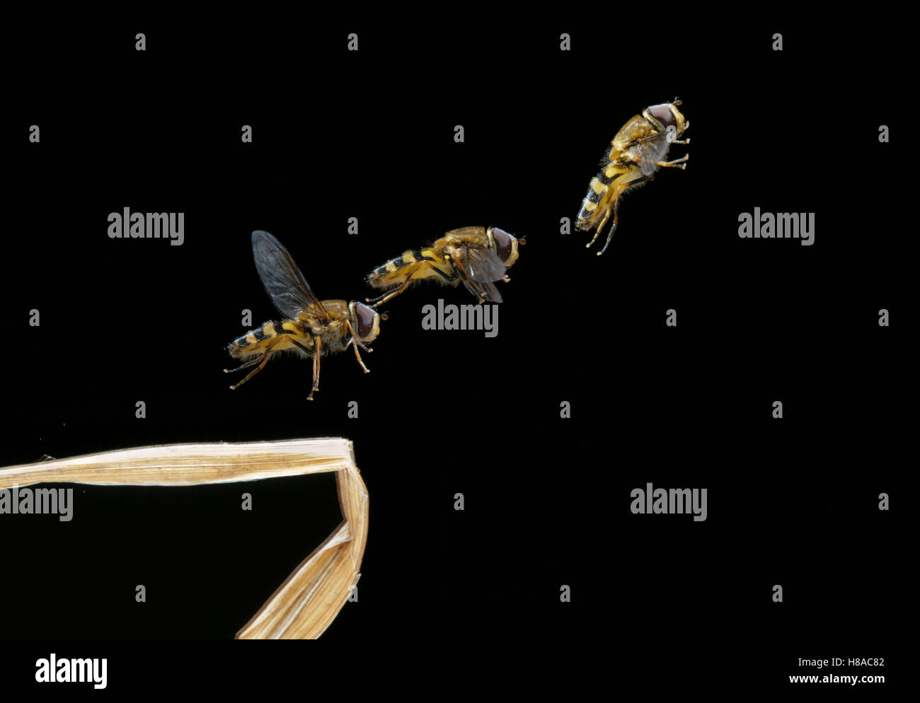 Hoverfly (Syrphus ribesii) taking flight, multiflash image Stock Photo ...