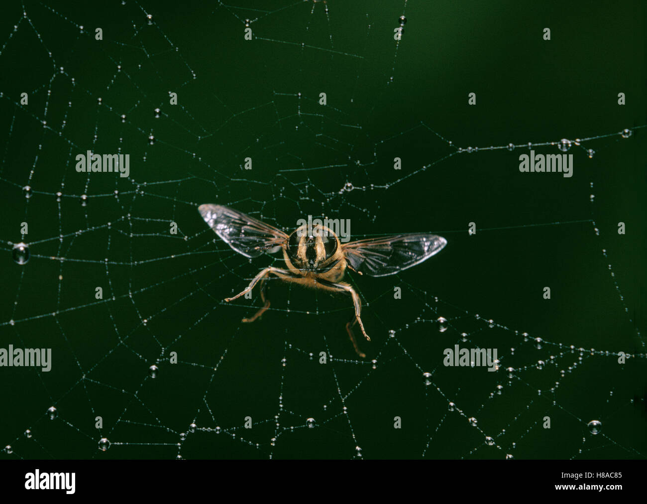 Drone Fly (Eristalis tenax) flying into spider's web Stock Photo - Alamy