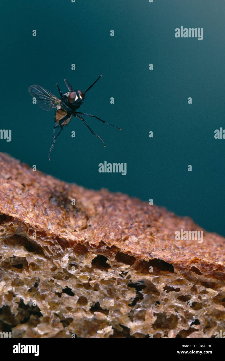 House Fly (Musca domestica) flying over bread Stock Photo - Alamy