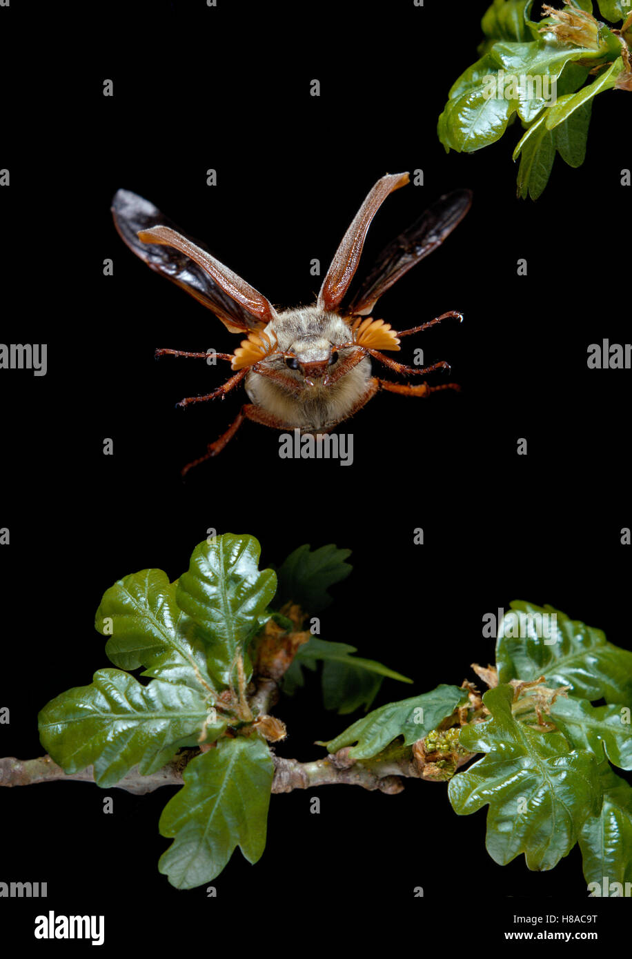 Common Cockchafer (Melolontha melolontha) flying Stock Photo - Alamy
