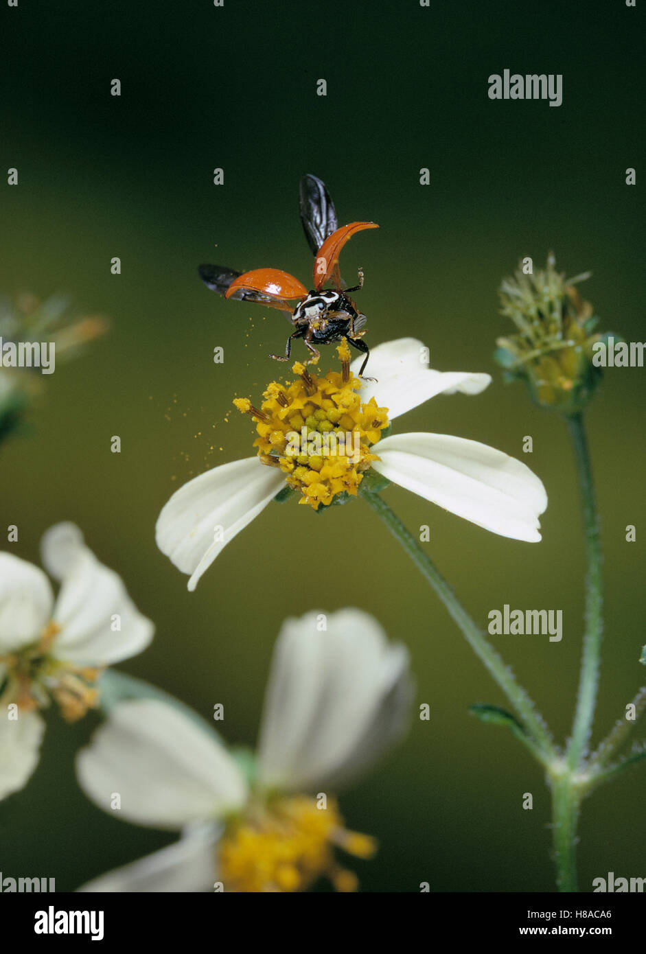 Ladybug (Coccinella sp) taking off from flower Stock Photo - Alamy