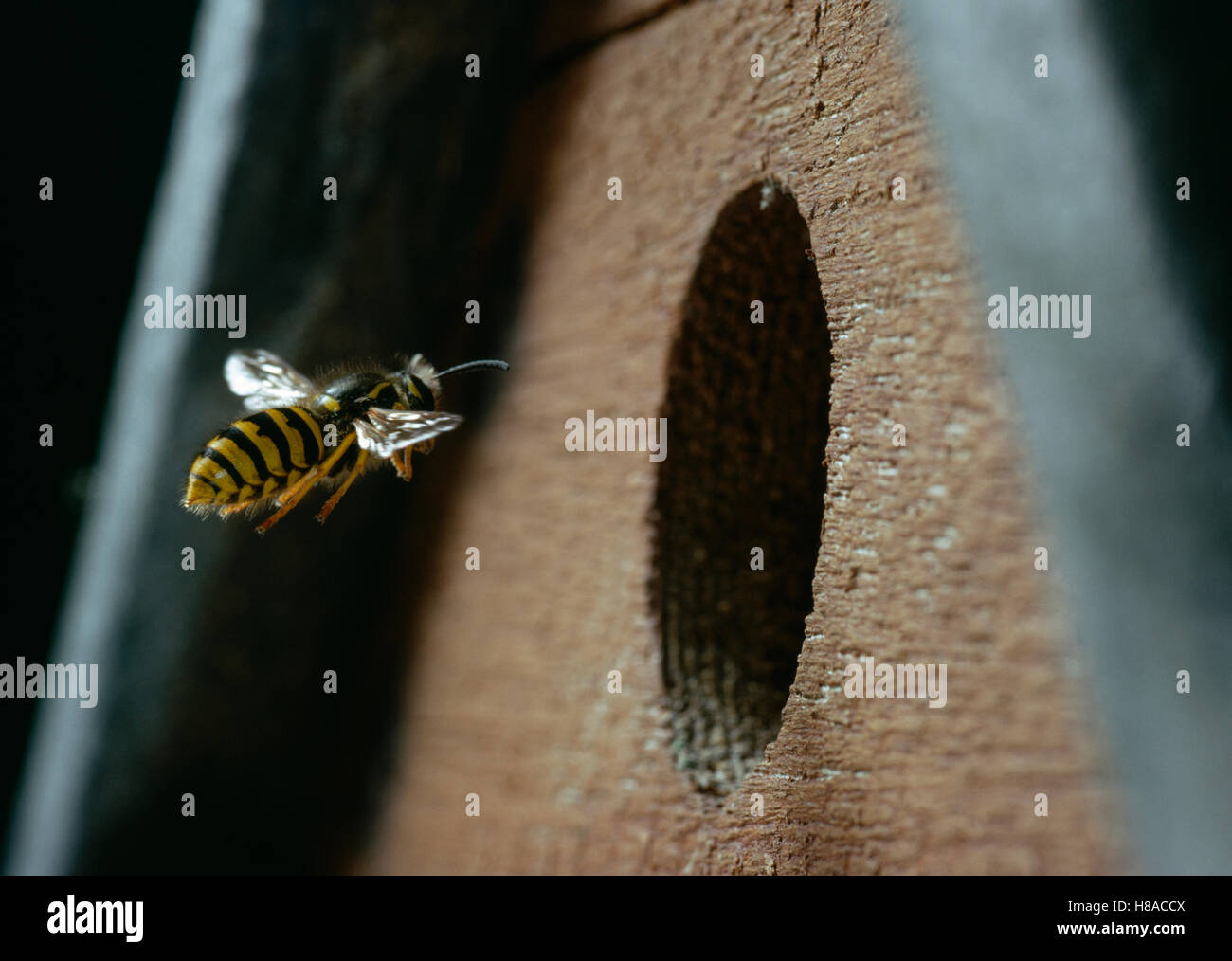 Tree Wasp (Vespa sylvestris) flying Stock Photo - Alamy