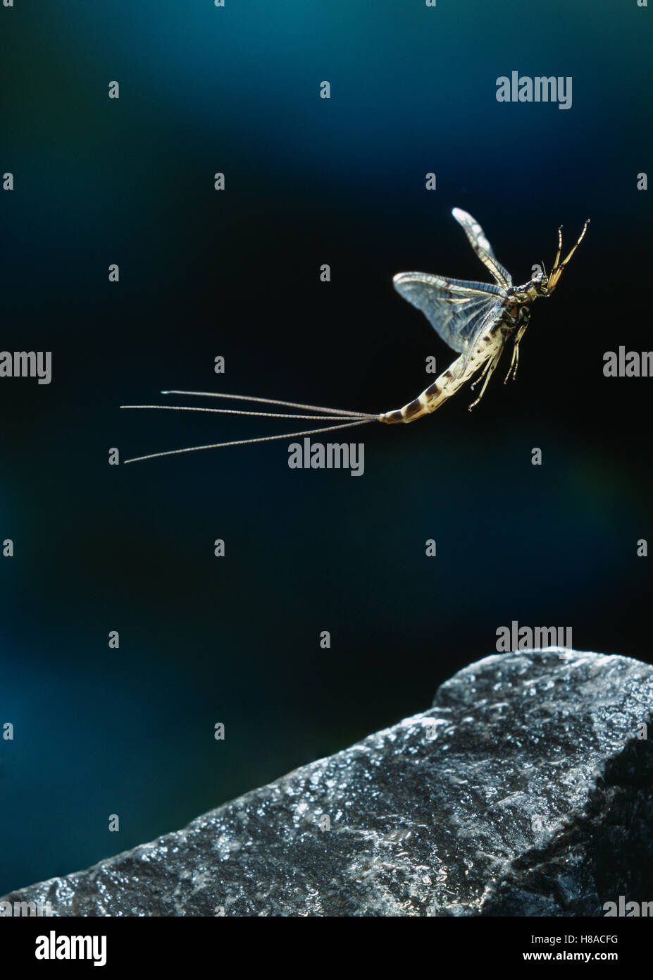 Common Burrower Mayfly (Ephemera danica) flying Stock Photo - Alamy