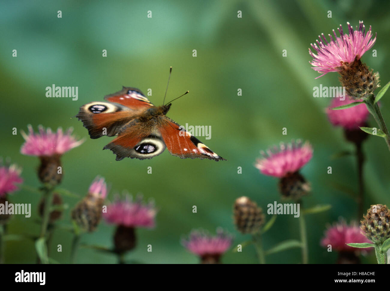 Peacock Butterfly (Inachis io) flying over thistle Stock Photo - Alamy